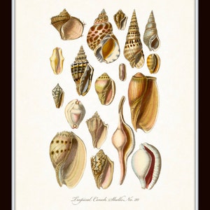 Antique Seashell Print Set, Shell Prints, Giclee, Art, Wall Art ...
