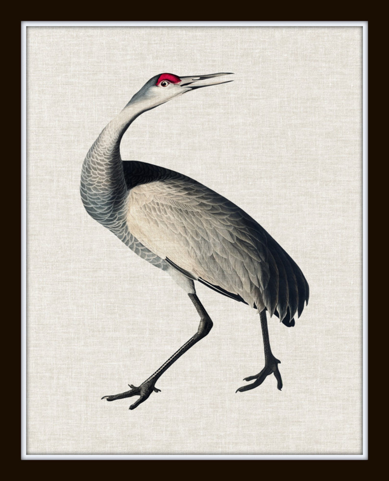 Tropical Sea Birds Set of 9 Bird Prints Giclee Art Print - Etsy