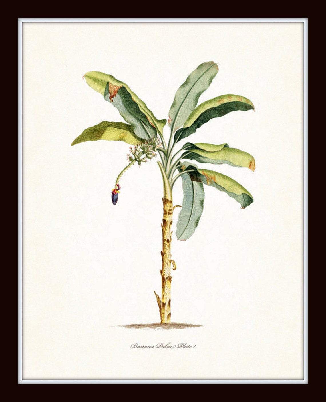 Palm Tree Print Set No 2 Vintage Botanical Giclee Wall Etsy