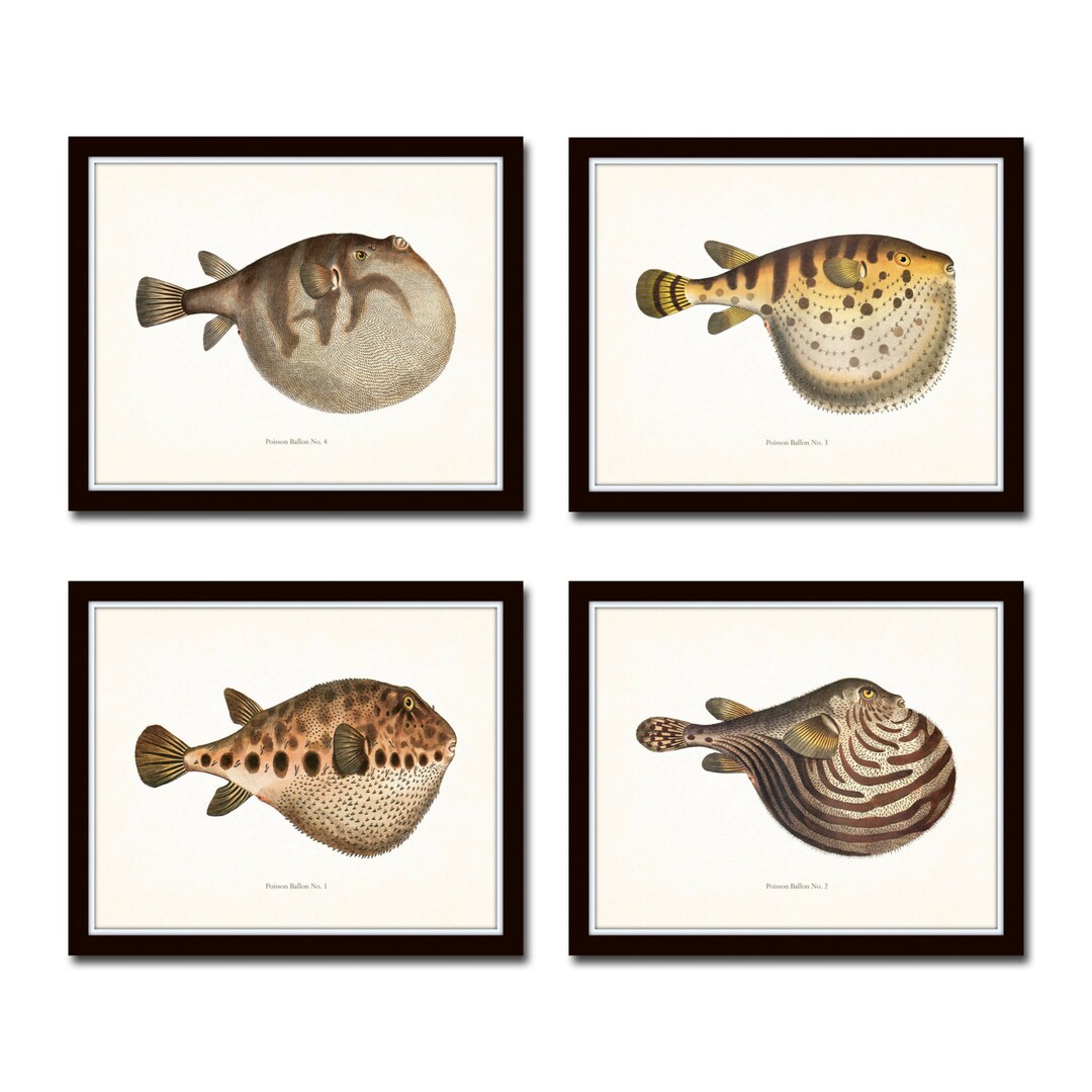 Vintage Blow Fish Print Set No.3, Vintage Fish Prints, Giclee, Art ...