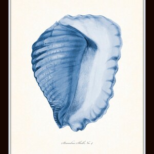 Blue Vintage Seashell Print Set No. 1, Antique Shell Prints, Giclee ...