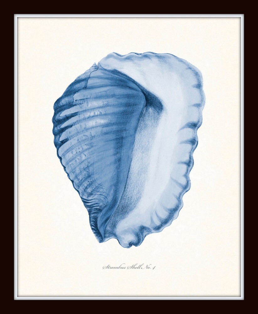 Blue Vintage Seashell Print Set No. 1, Antique Shell Prints, Giclee ...