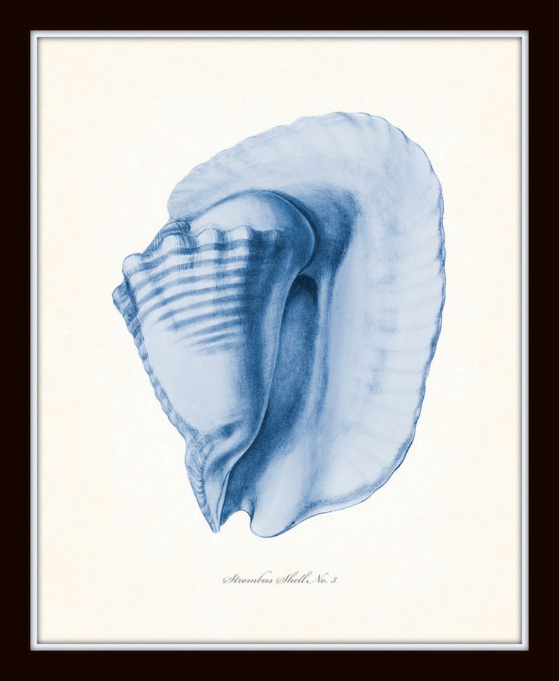 Blue Vintage Seashell Print Set No. 1, Antique Shell Prints, Giclee ...