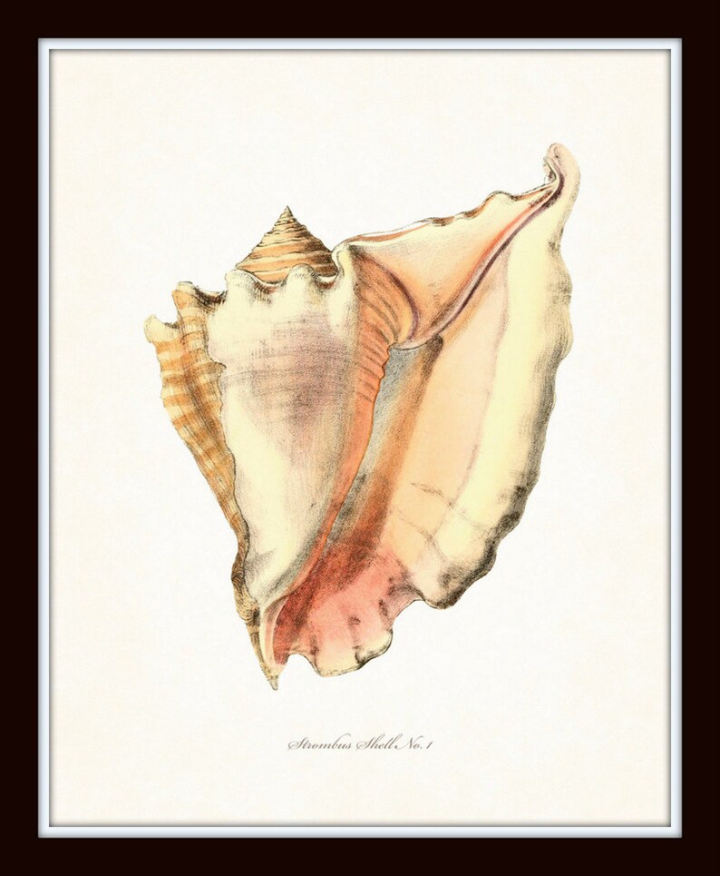 Seashell Print Set No. 4, Antique Shell Prints, Giclee, Wall Art ...