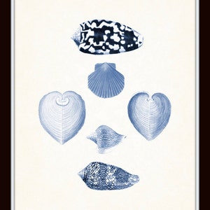 Blue Seashell Print Set No. 1, Antique Shell Prints, Print Set, Giclee ...