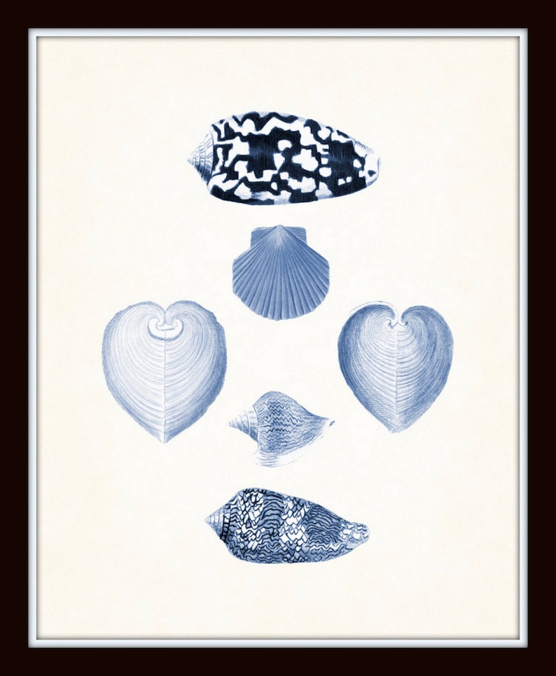 Blue Seashell Print Set No. 1 Antique Shell Prints Print | Etsy