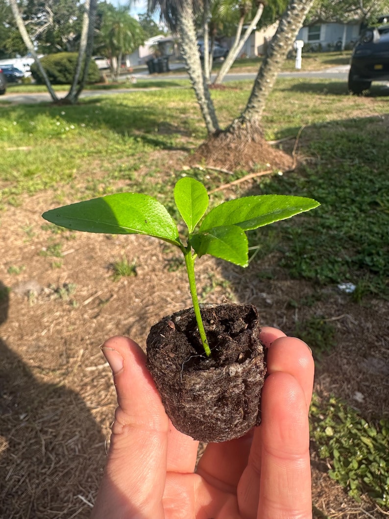 Organic Meyer Lemon Tree Seedling 2-3 Inches | Live Citrus Plant | Fast ...