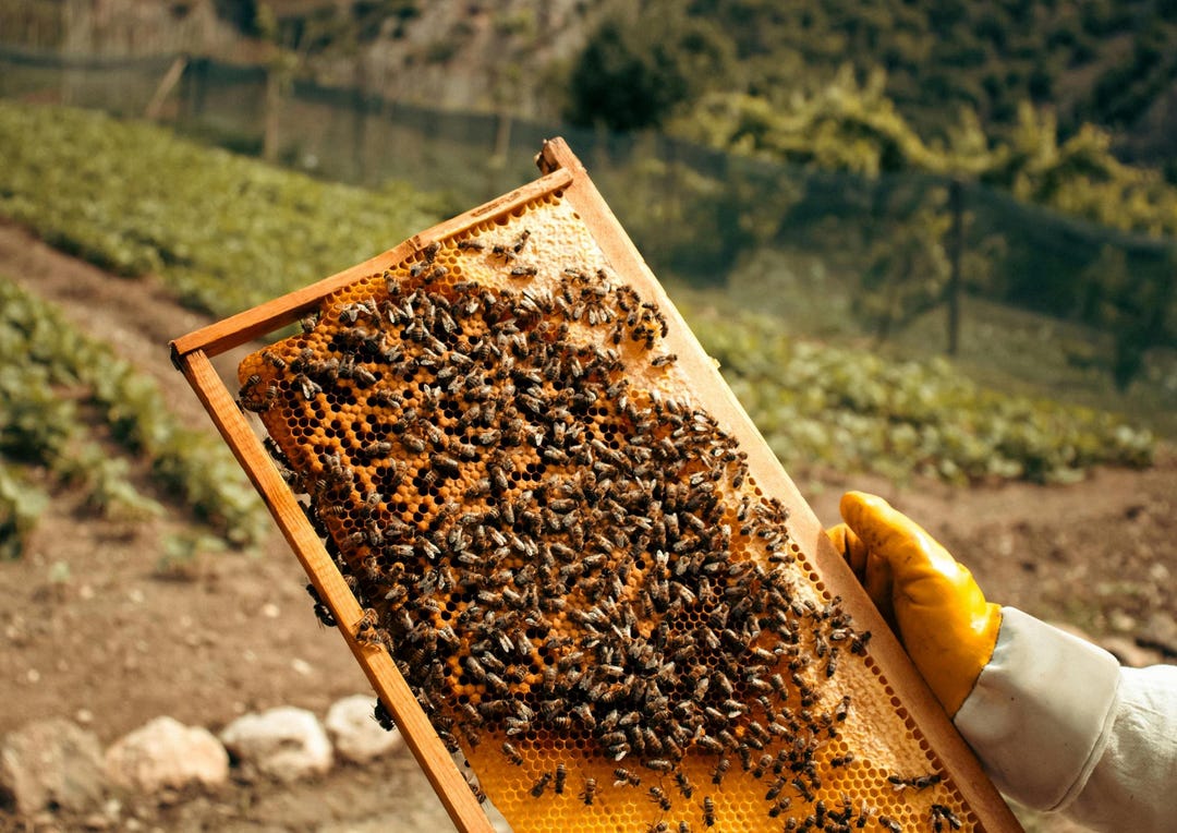 Raw Honeycomb 0.88 Lb (400g) | Edible Natural Comb Honey | Unfiltered ...