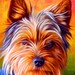 Yorkshire Terrier Portrait Custom Yorkshire Terrier Portrait Yorkshire ...