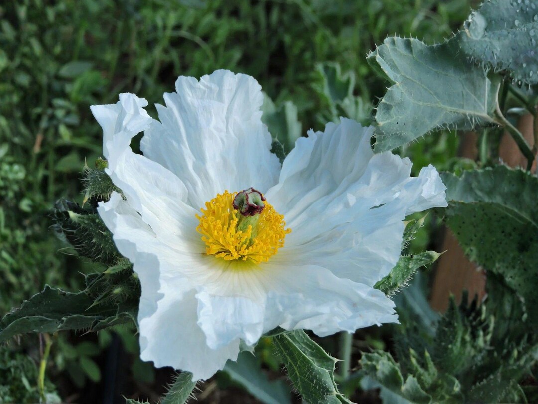 Argemone Polyanthemos Seeds (prickly Poppy) – 15 Seeds | Native ...