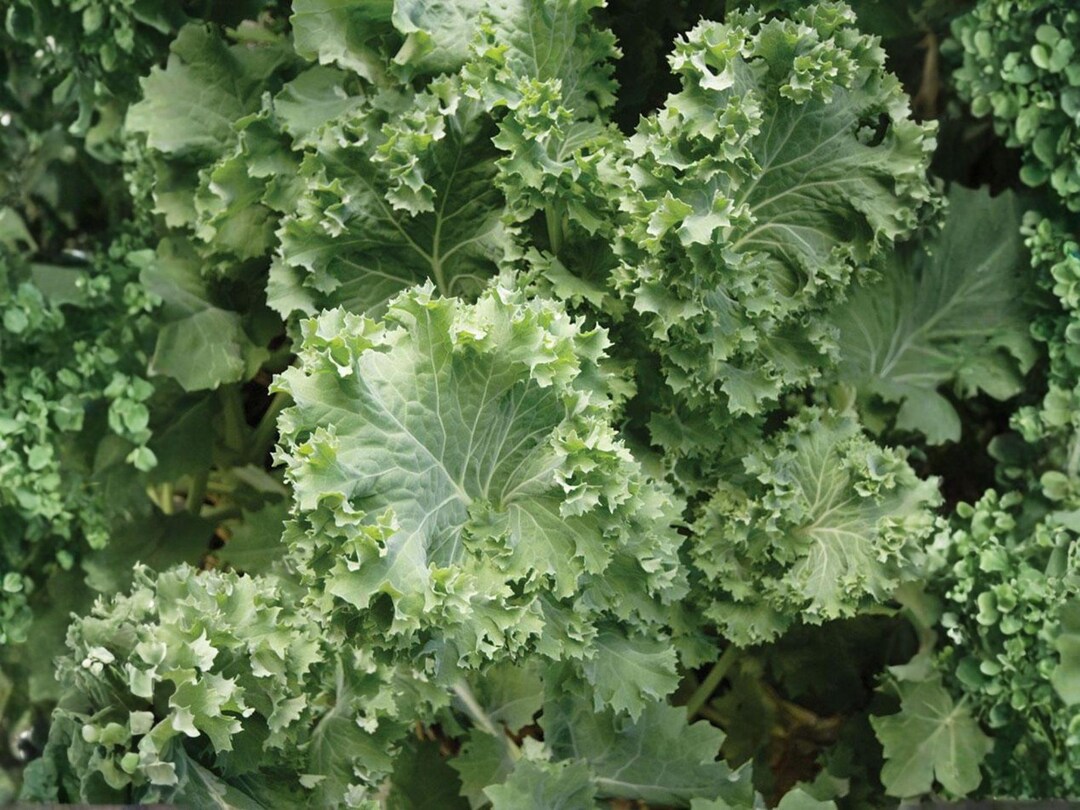 Dwarf Siberian Kale Seeds – 500 Heirloom Vegetable Seeds | Improved ...