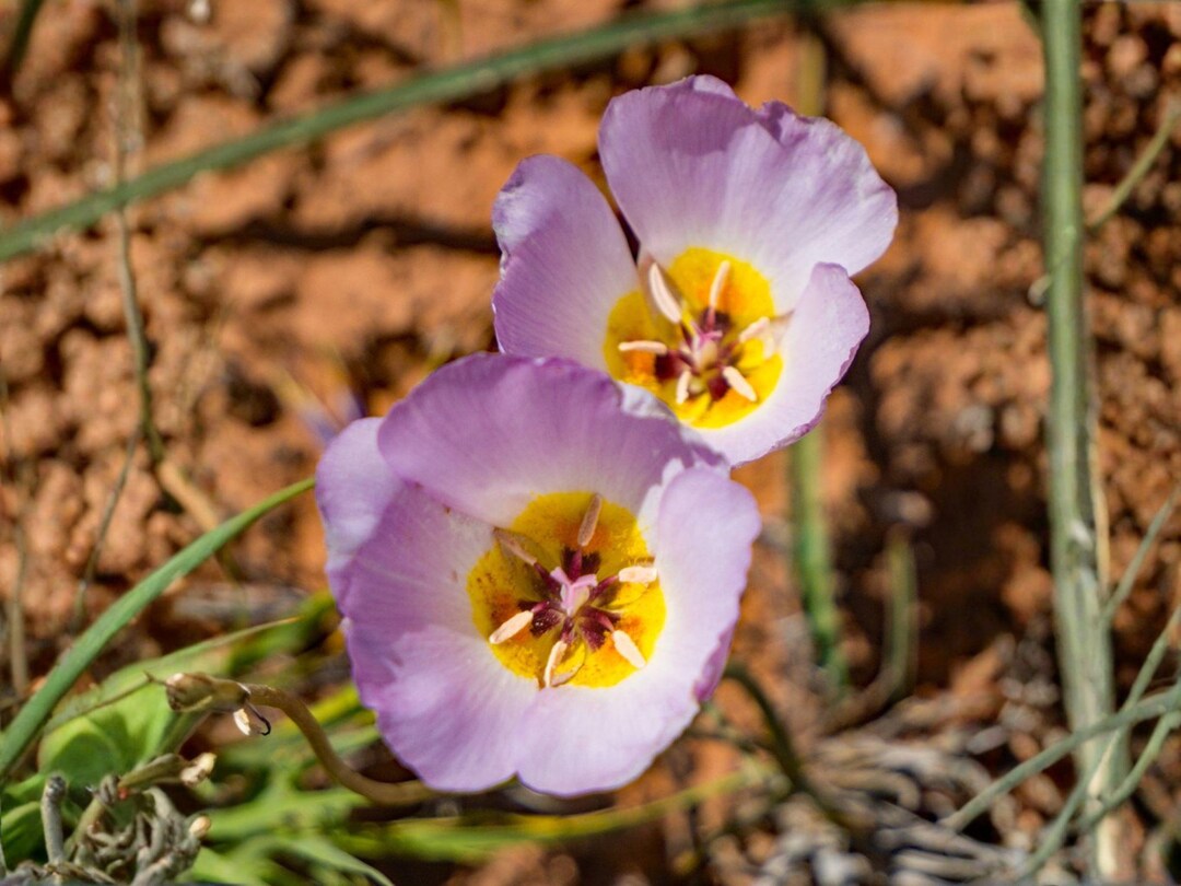 Calochortus Flexuosus Seeds – Winding Mariposa Lily, Native Wildflower ...