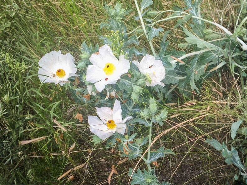 Argemone Polyanthemos Seeds (prickly Poppy) – 15 Seeds | Native ...