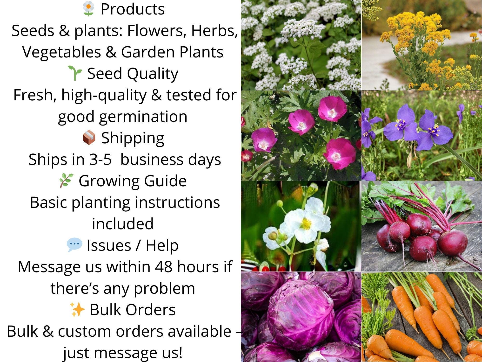 Spacemaster 80 Cucumber Seeds – Compact Container Variety, 50 Heirloom ...