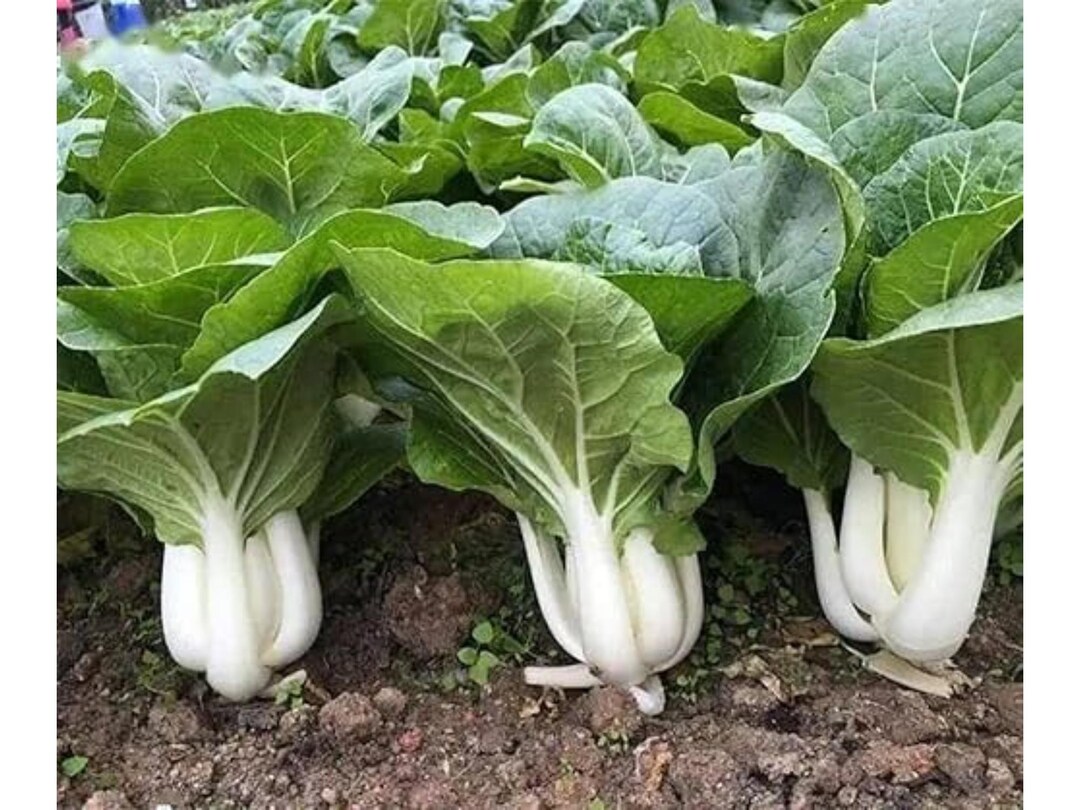 Dwarf Pak Choi Seeds – Baby Bok Choy, Compact Asian Greens (300 Seeds ...