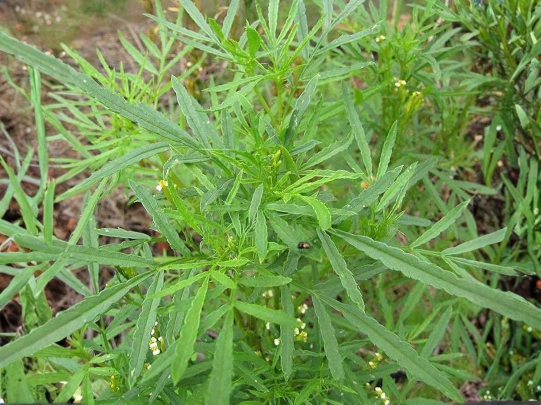Huacatay Black Mint Seeds – Peruvian Culinary Herb (100 Seeds) - Etsy