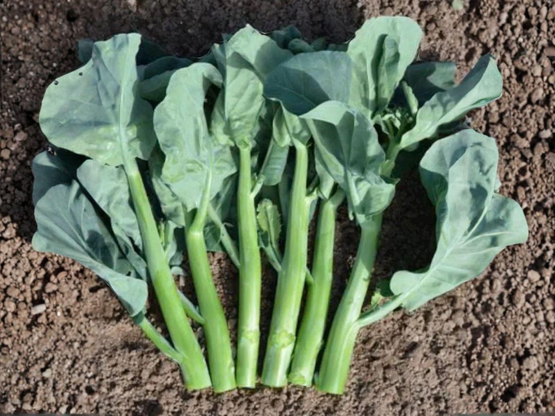 Wan Shen Kailan Gai Lan Seeds – Chinese Broccoli, Home Garden (300 ...