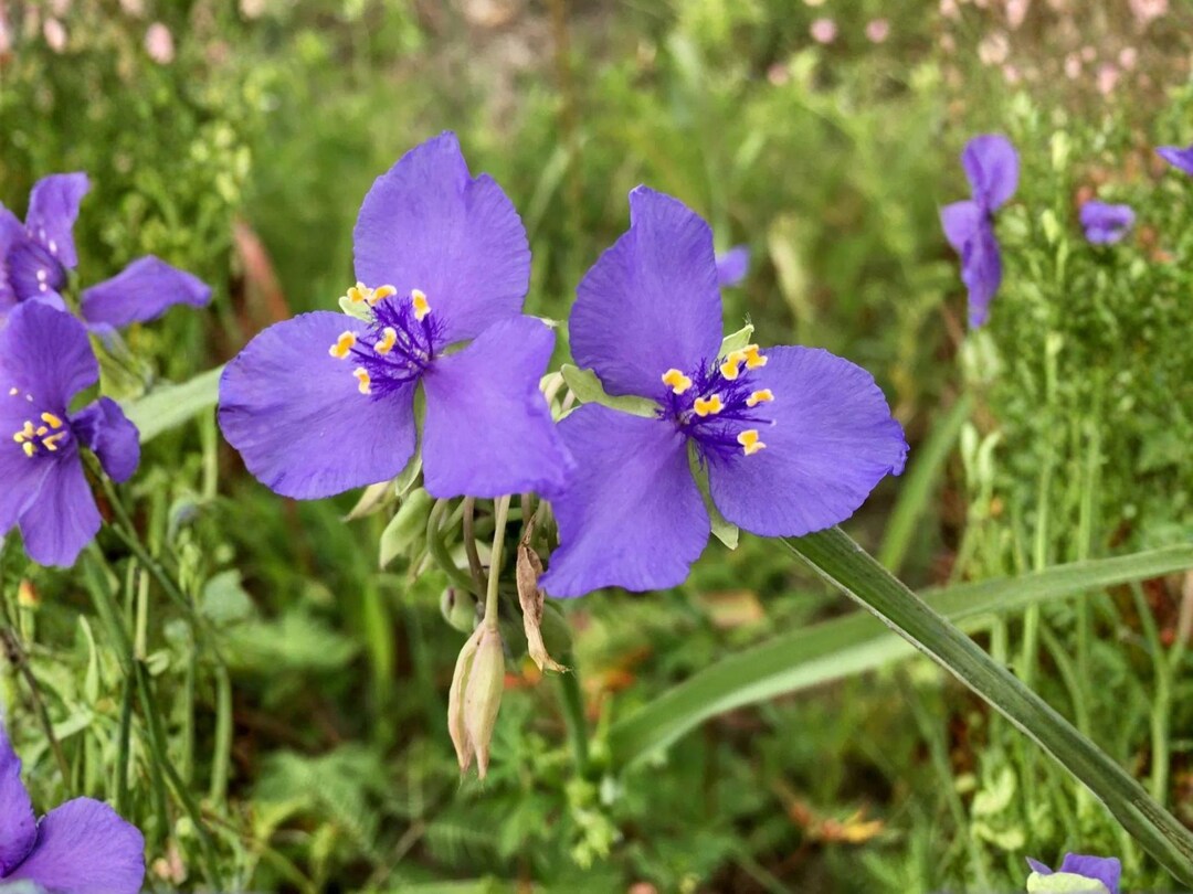 Western Spiderwort Seeds (tradescantia Occidentalis) – 100 Native ...