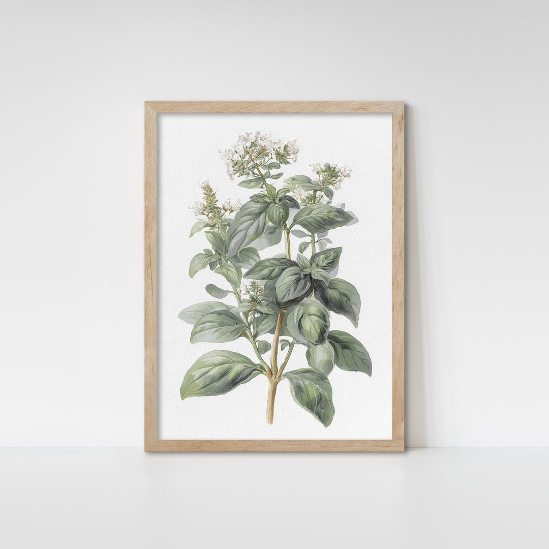 Basil Botanical Print, Vintage Herb Illustration, Printable Kitchen ...