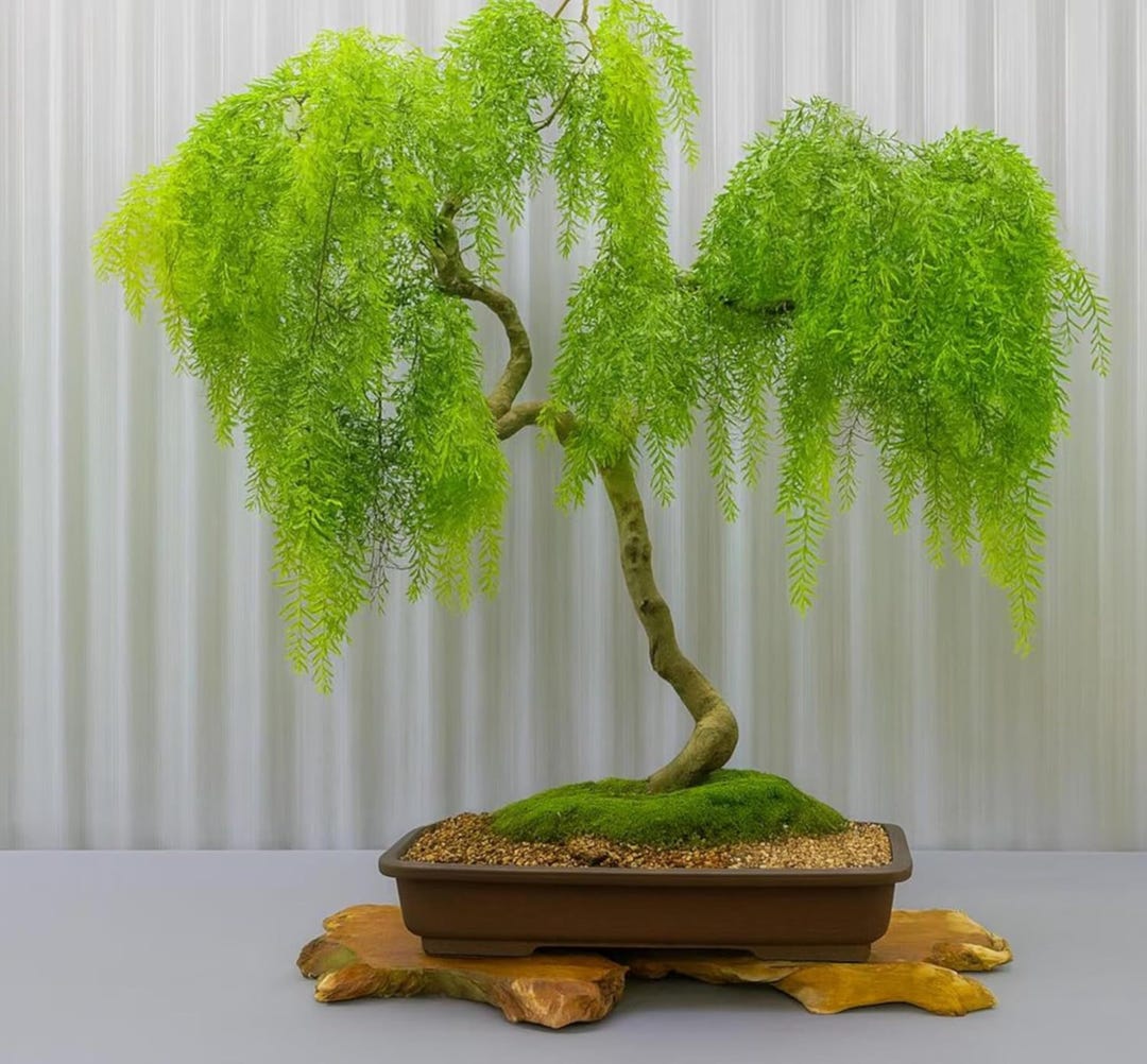 Dwarf American Weeping Willow Bonsai Tree Cutting – Fast Growing - Etsy