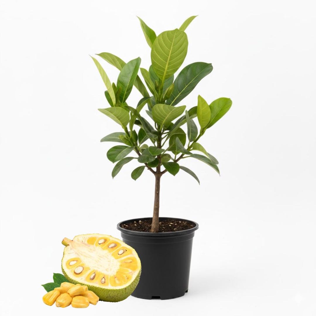 Live Jackfruit Tree, Sweet Tropical Fruit, Indoor Outdoor Growing, 6 to ...