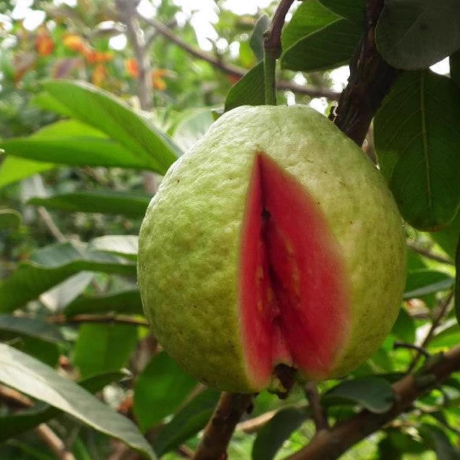 Pink Guava Tree Live Plant, Guava Plant Live for Planting, 6 to 8 Inc ...