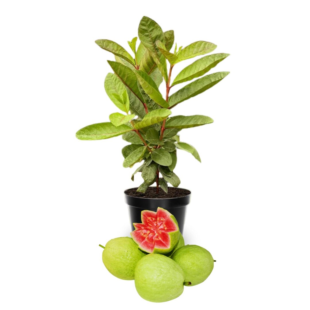 Pink Guava Tree Live Plant, Guava Plant Live for Planting, 6 to 8 Inc ...