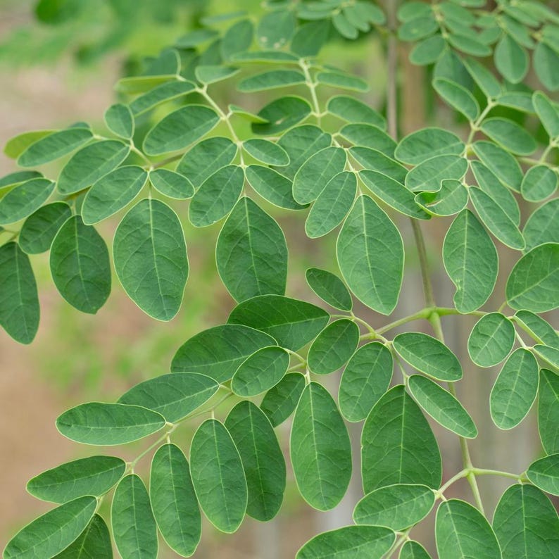 Moringa Oleifera Plant, 4 Inc Pot, 4 to 7 Inc Tall, Indoor Outdoor ...
