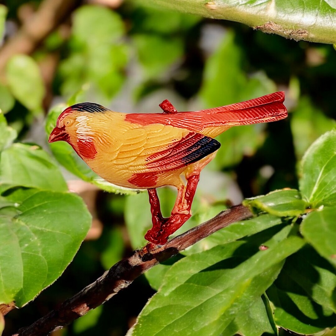Vintage Colorful Bird Pin, Occupied Japan Celluloid Bird Pin Brooch - Etsy