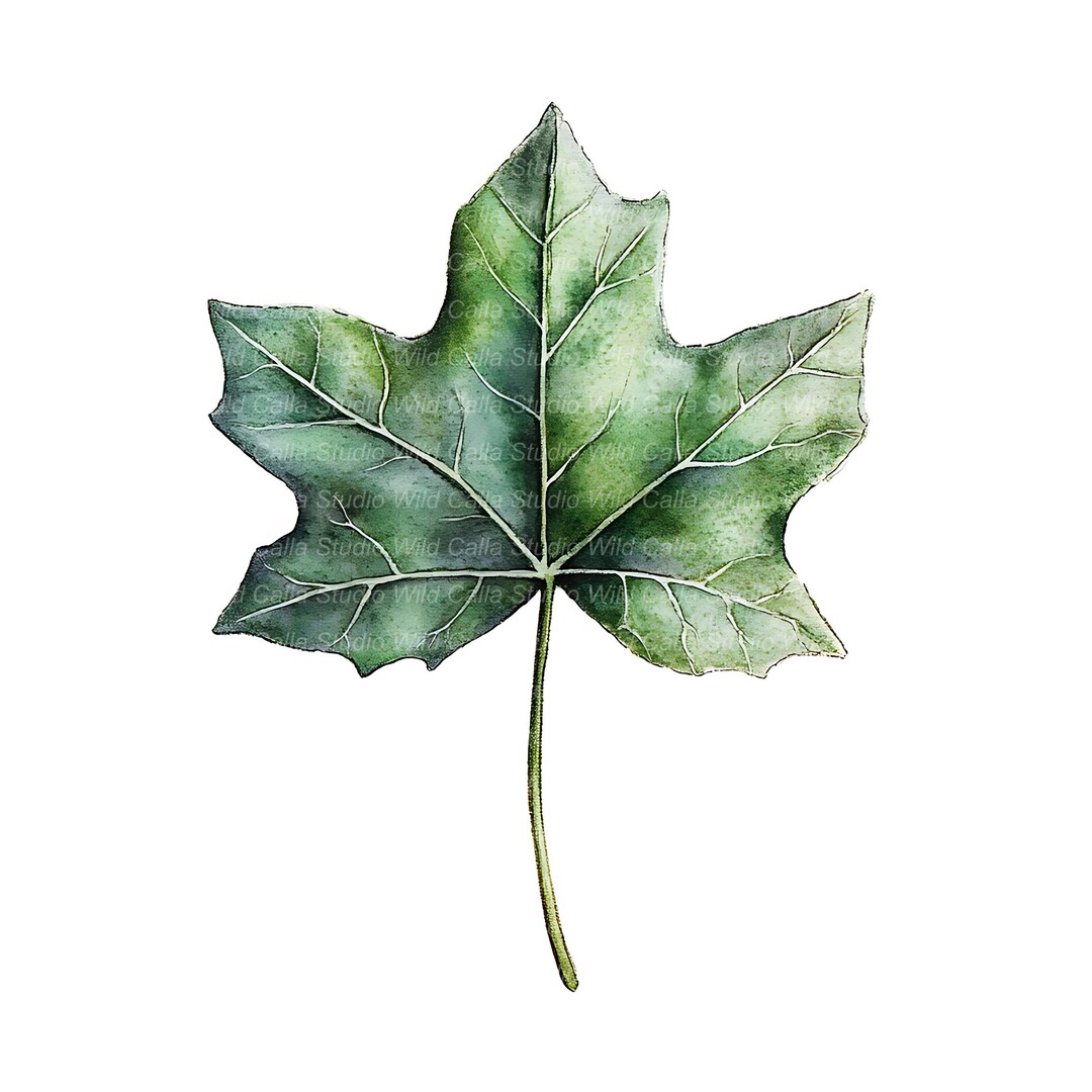 12 Watercolor Ivy Leaf Clipart: Printable JPG for Scrapbooking - Etsy