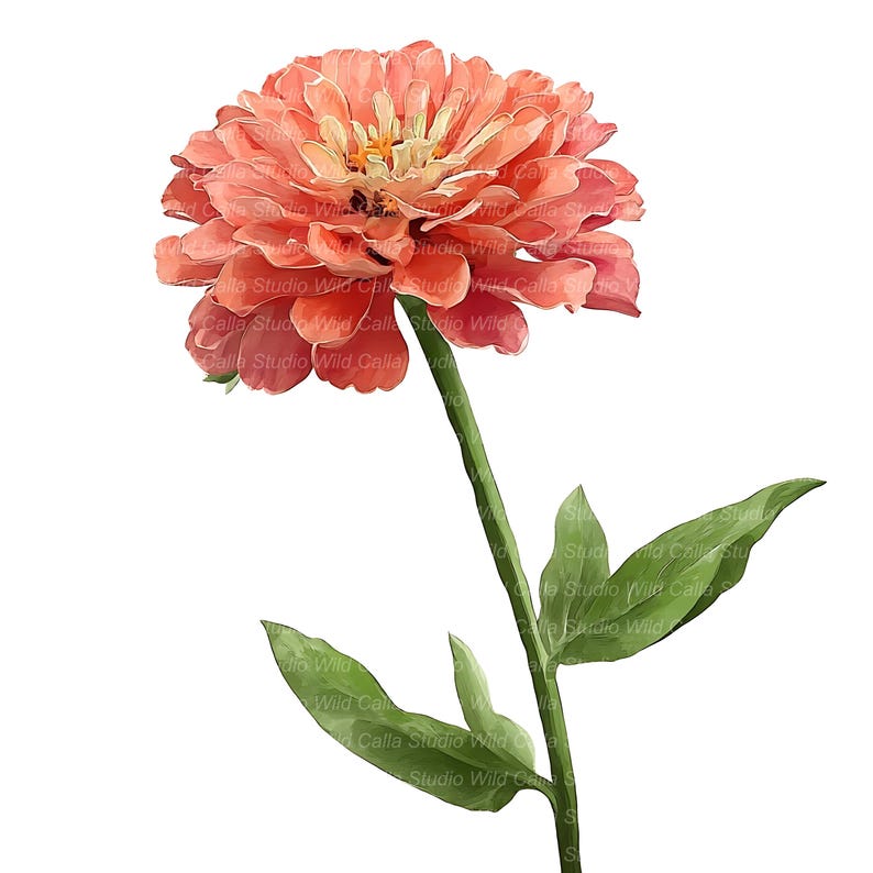 Zinnia Clipart Pack: 12 Watercolor Stems - Digital Scrapbook Art - Etsy