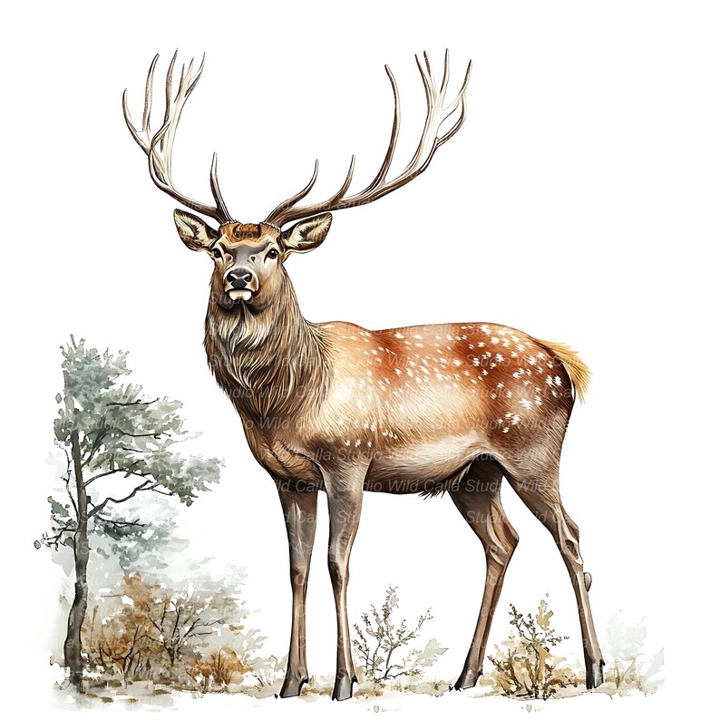 Deer Forest Antlers Clipart: Rustic Watercolor Wildlife - 13 High-res ...
