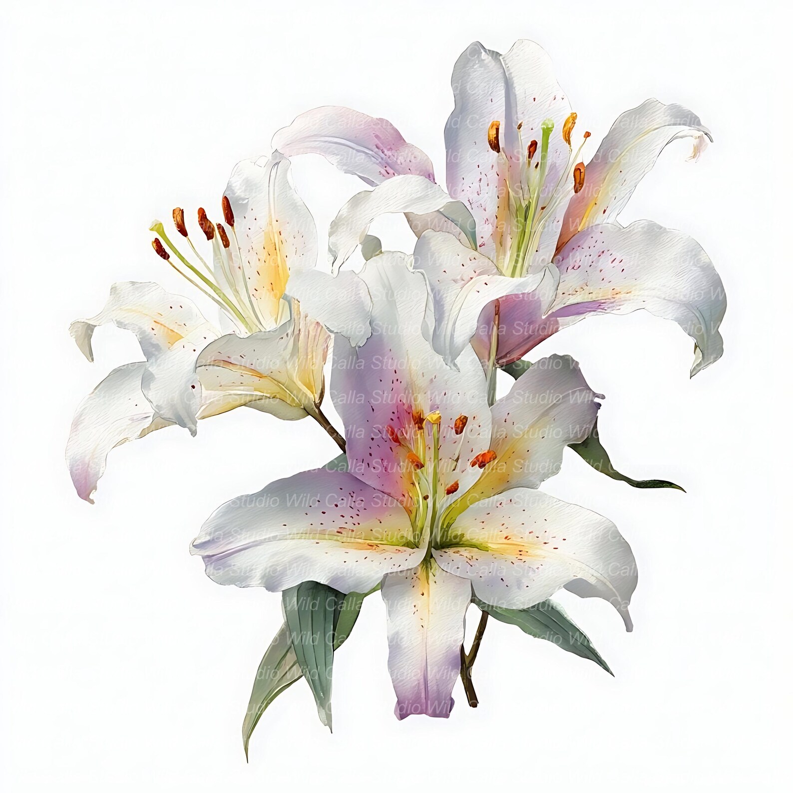 Watercolor Lily Clipart, Floral Cluster (12 JPG Digital Prints) - Etsy