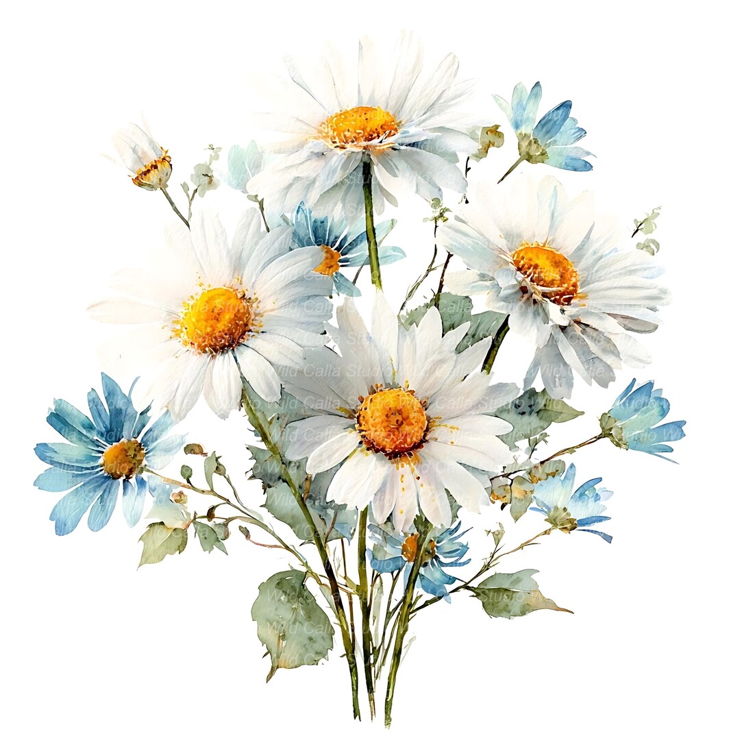 Watercolor Daisy Clipart Set - 13 Floral Images for Crafts - Etsy