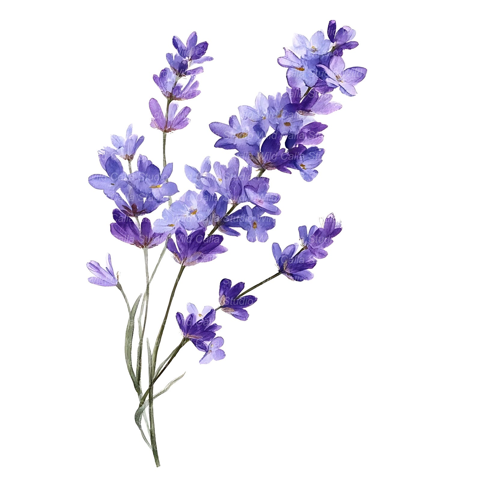 Lavender Watercolor Clipart - 12 Floral Sprigs for Scrapbooking - Etsy