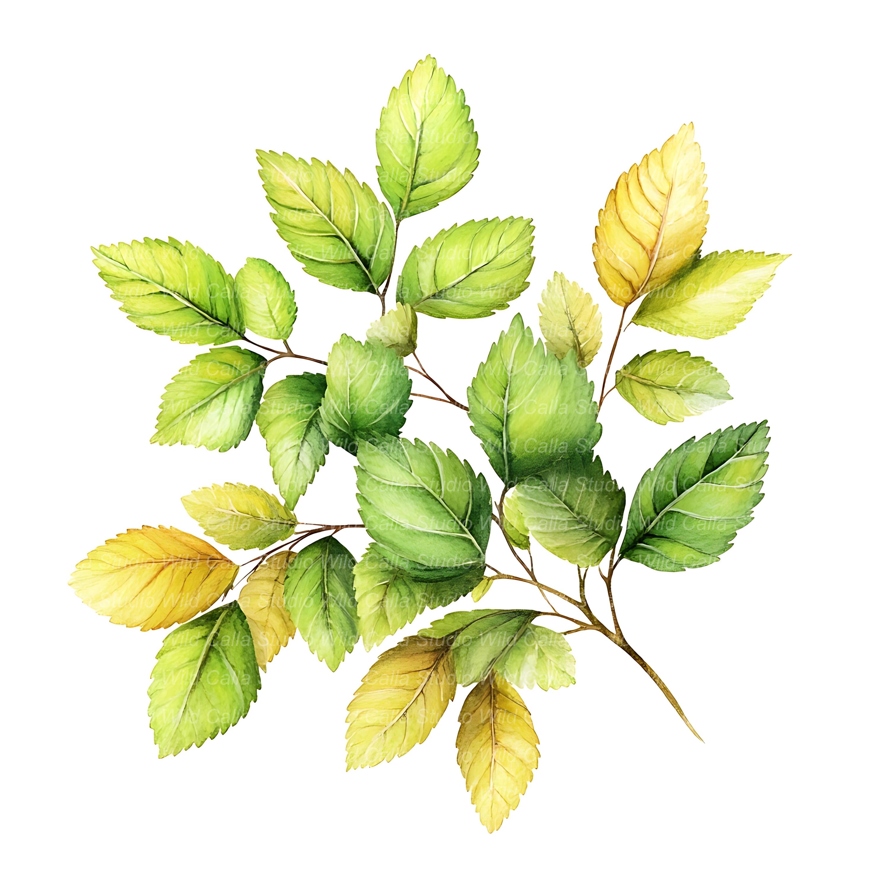 Spring Leaves Clipart: Watercolor Bouquet (13 Digital Files) - Etsy