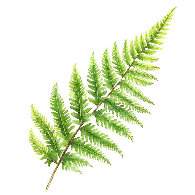 Fern Frond Clipart: Watercolor Leaves - Digital Scrapbook Paper - Etsy