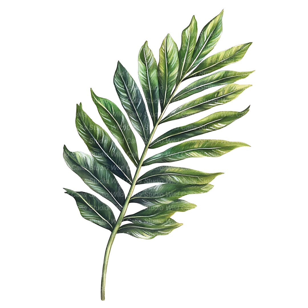 Palm Frond Clipart: Watercolor Leaves for Cards & Crafts (15 JPG) - Etsy