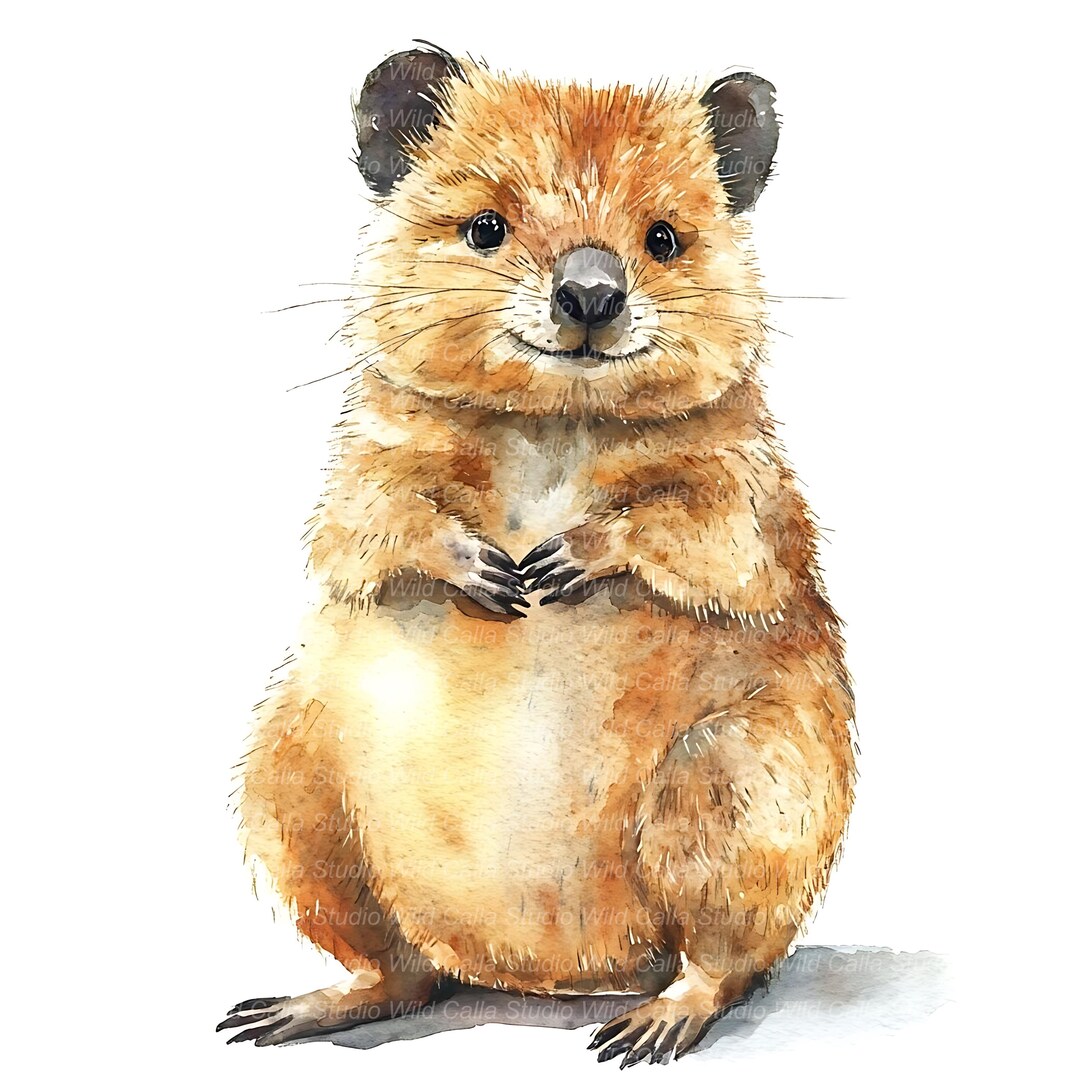 Quokka Animal Clipart Sitting - Watercolor Digital Download - 13 JPG ...