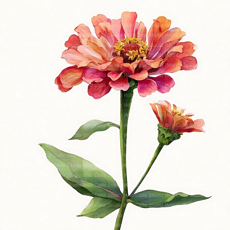 Zinnia Clipart Pack: 12 Watercolor Stems - Digital Scrapbook Art - Etsy