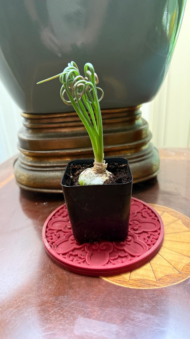 Frizzle Sizzle Plant | Albuca Spiralis | Corkscrew Succulent Bulb ...