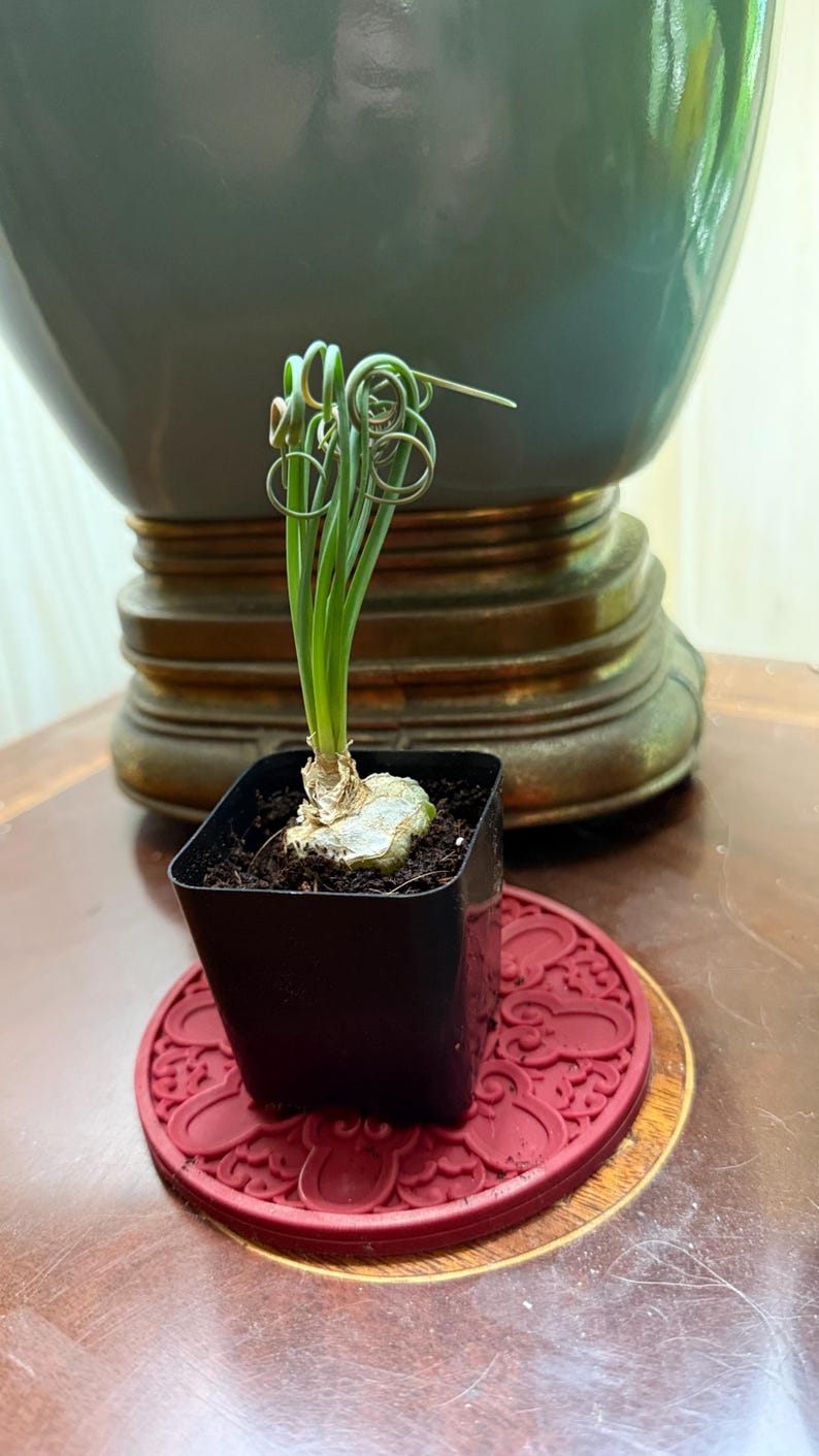 Frizzle Sizzle Plant | Albuca Spiralis | Corkscrew Succulent Bulb ...