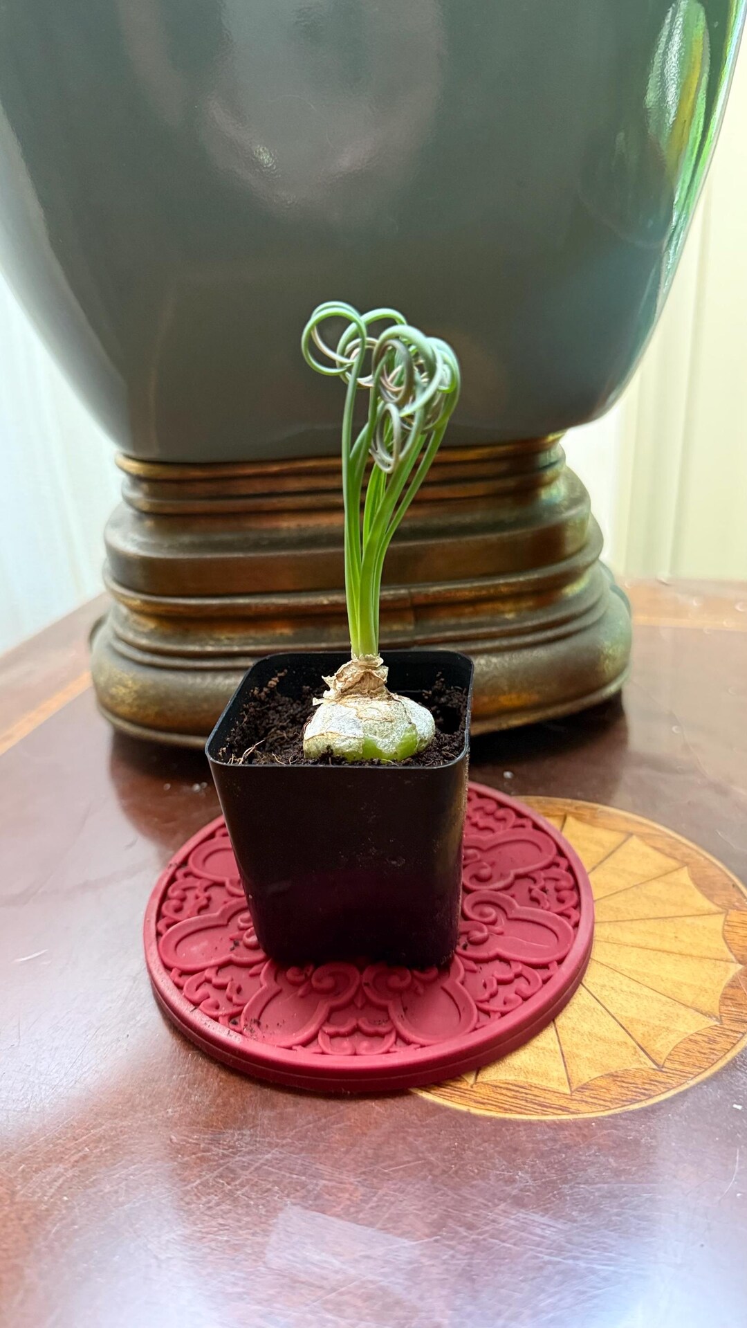 Frizzle Sizzle Plant | Albuca Spiralis | Corkscrew Succulent Bulb ...