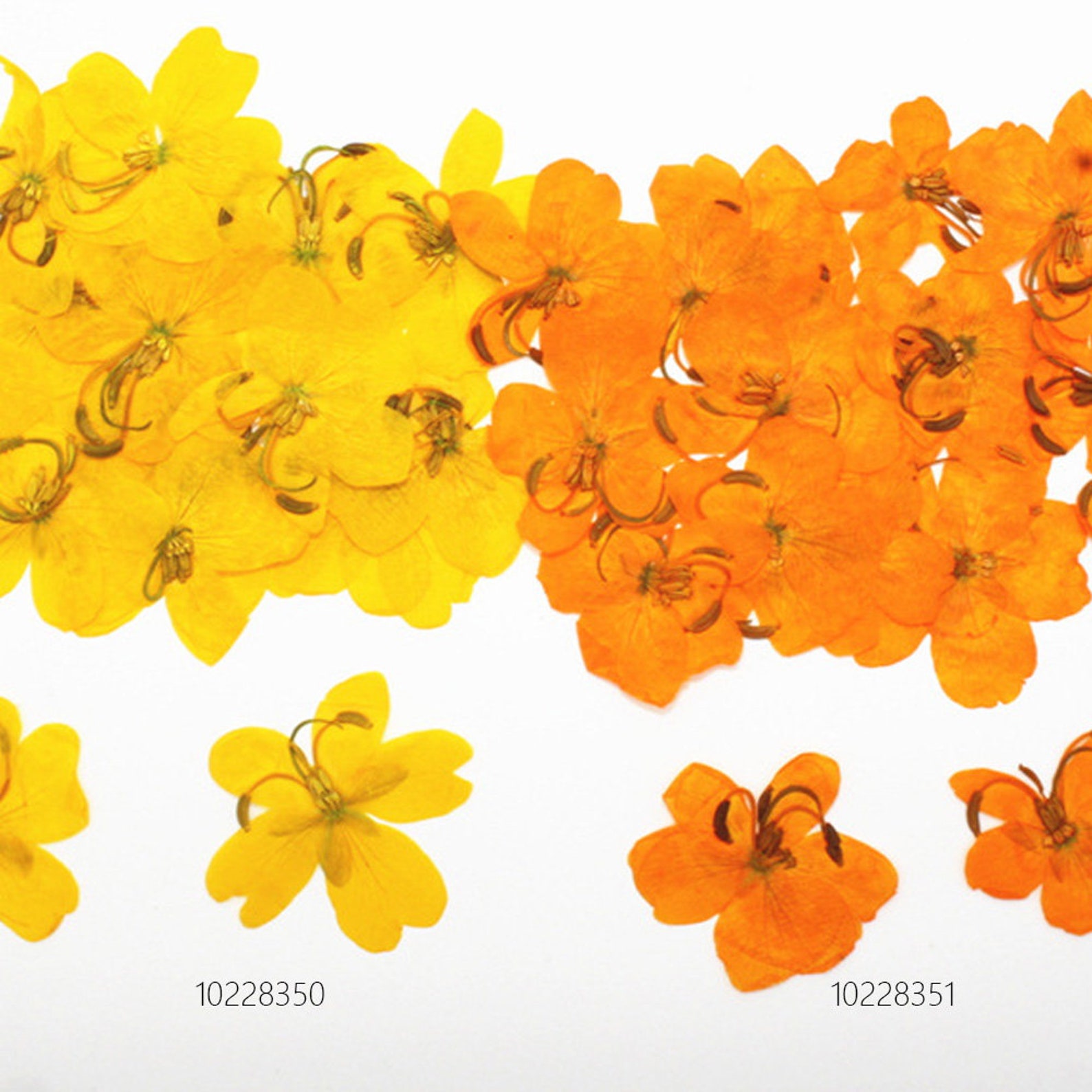 Pressed Cassia Flowers Dried Flower Yellow and Orange Diy Necklace ...
