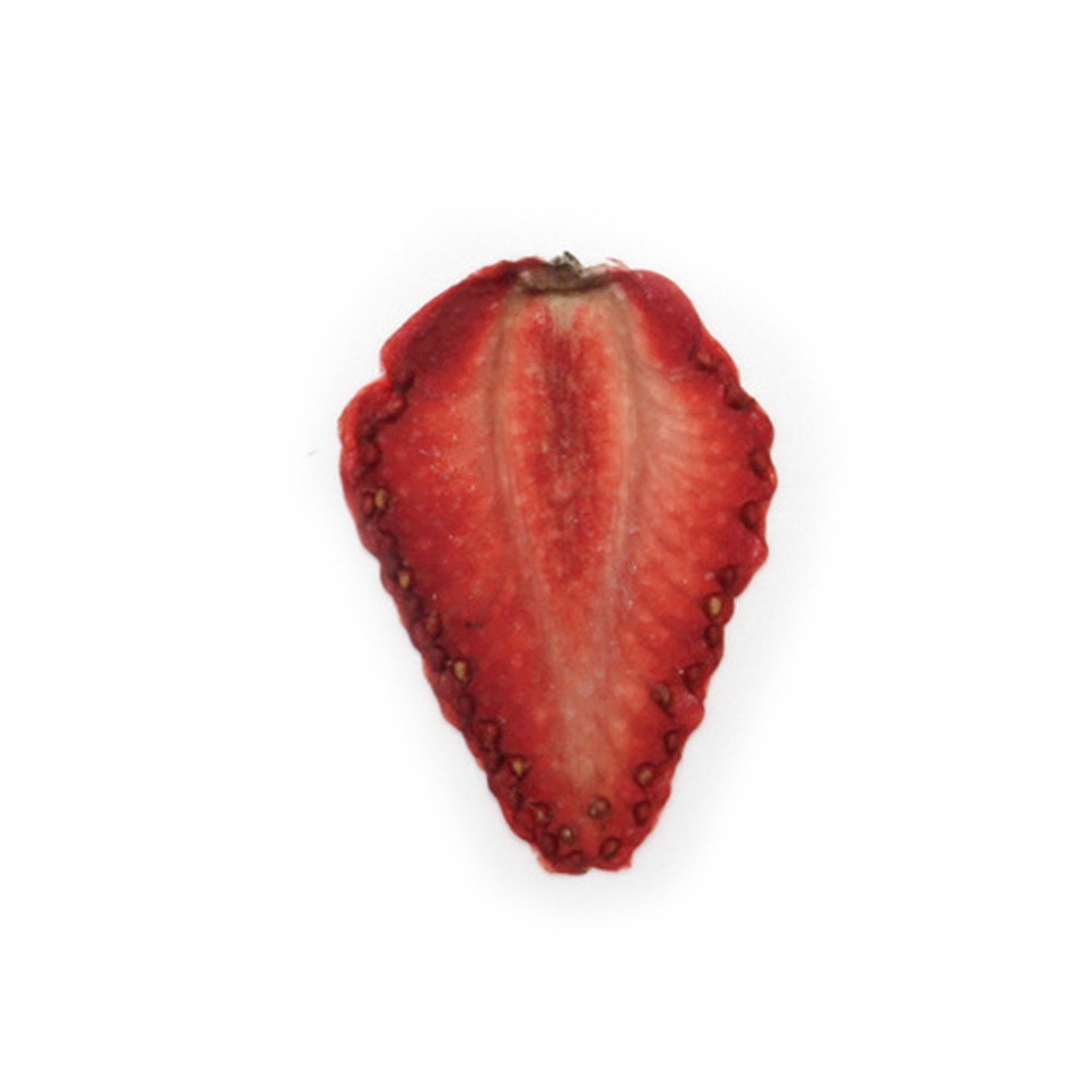 Mini Fruit Slice Small Natural Handmade Fruit Specimen Pressed Fruit ...