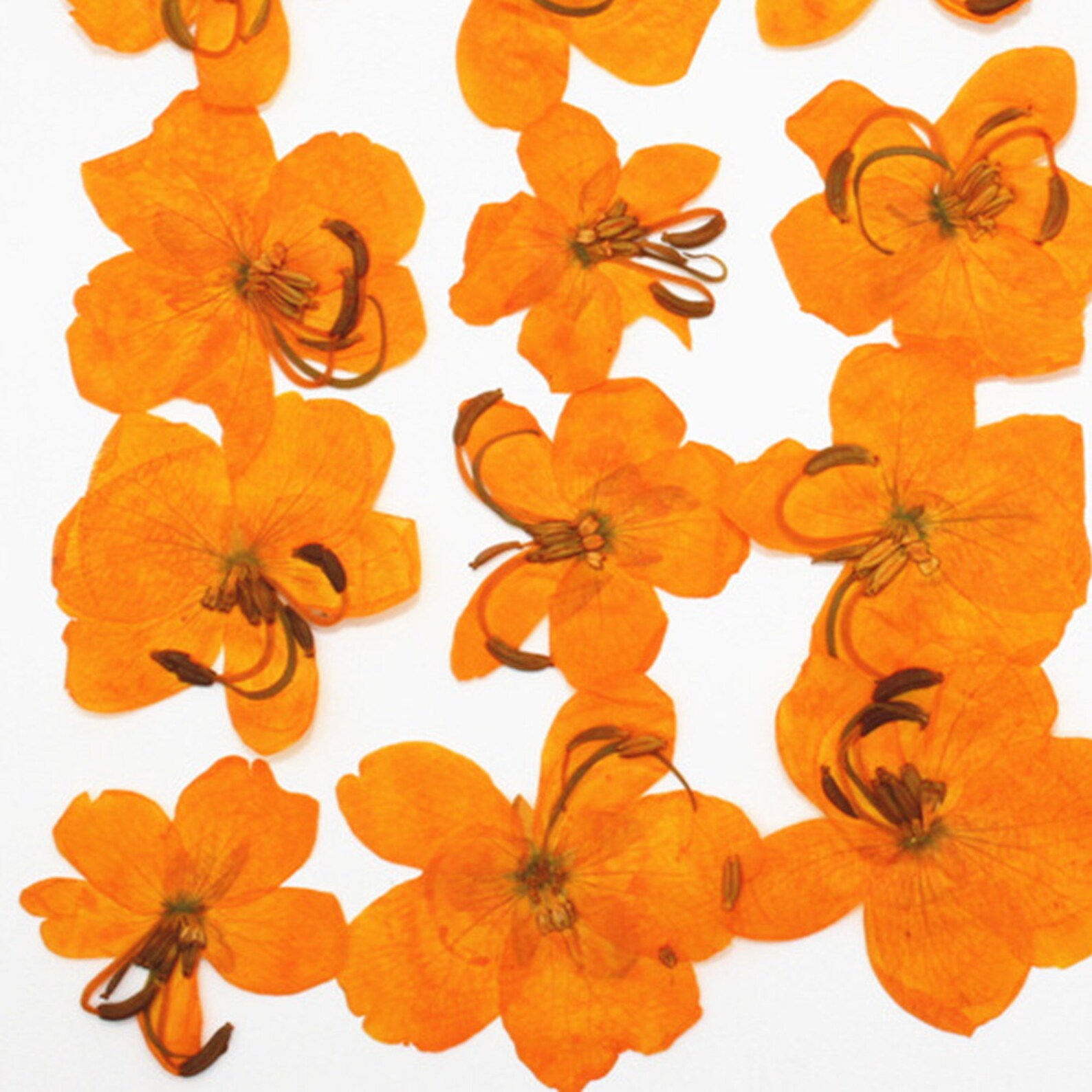 Pressed Cassia Flowers Dried Flower Yellow and Orange Diy Necklace ...