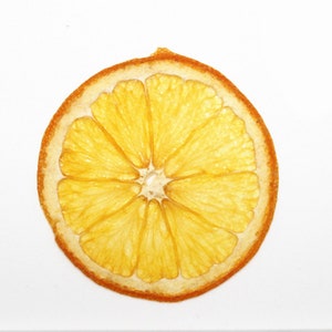 Mini Fruit Slice Small Natural Handmade Fruit Specimen Pressed Fruit ...