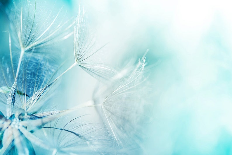 Dandelion Photography Nature Wall Decor Dandelion 8x10 20x30 - Etsy