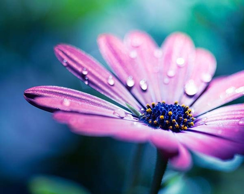 Floral Photography Fine Art Botanical Photography 8x10 8x12 - Etsy