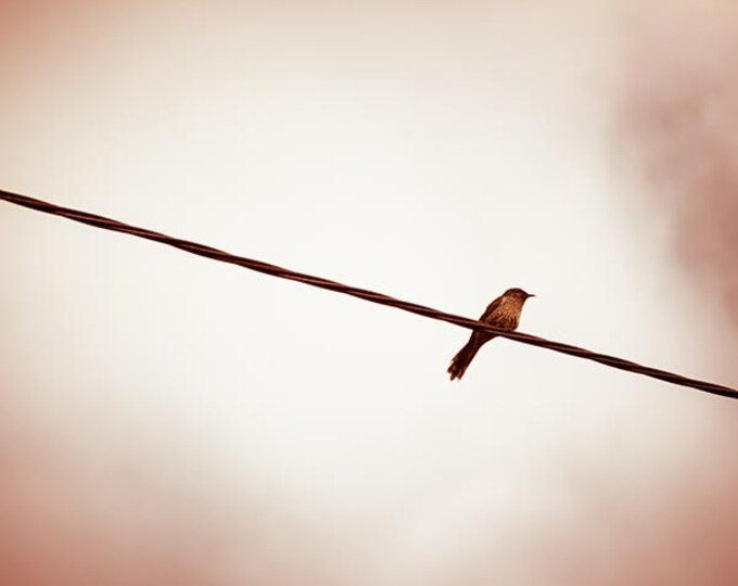 Large Photography Birds on a Wire Nature Photography Autumn Fall ...
